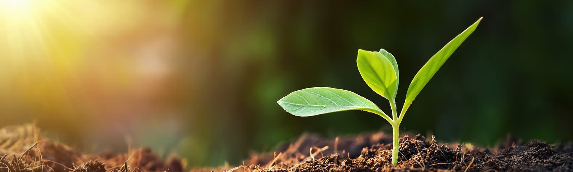 Matter Compostables: Home